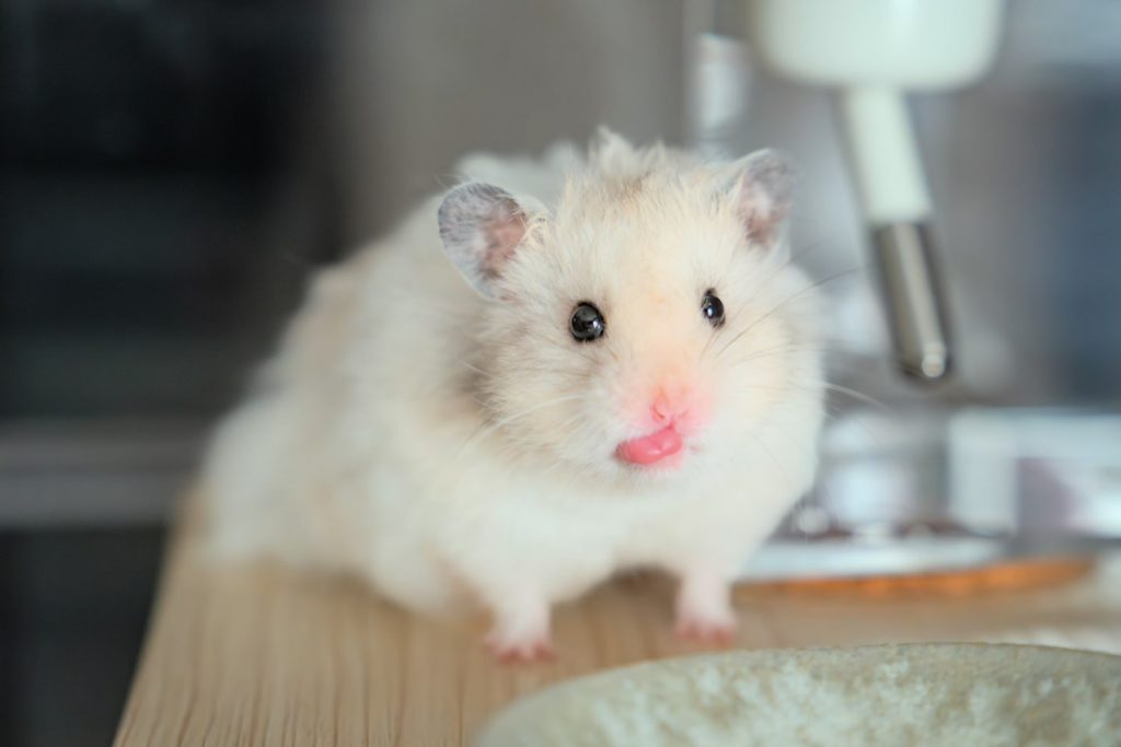 Breeders Directory - Midland & southern hamster club